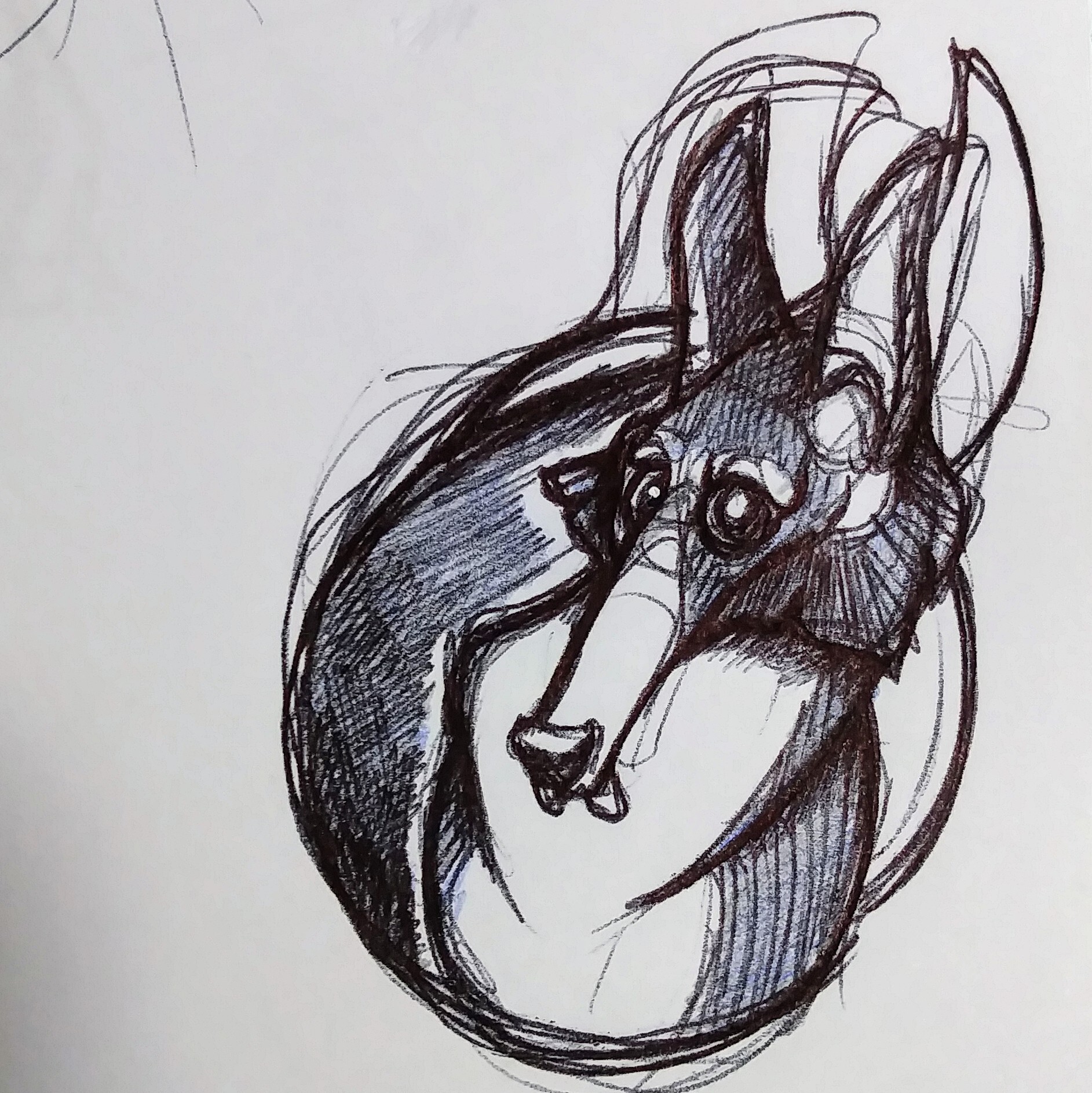 ArtStation - Wolf Sketch