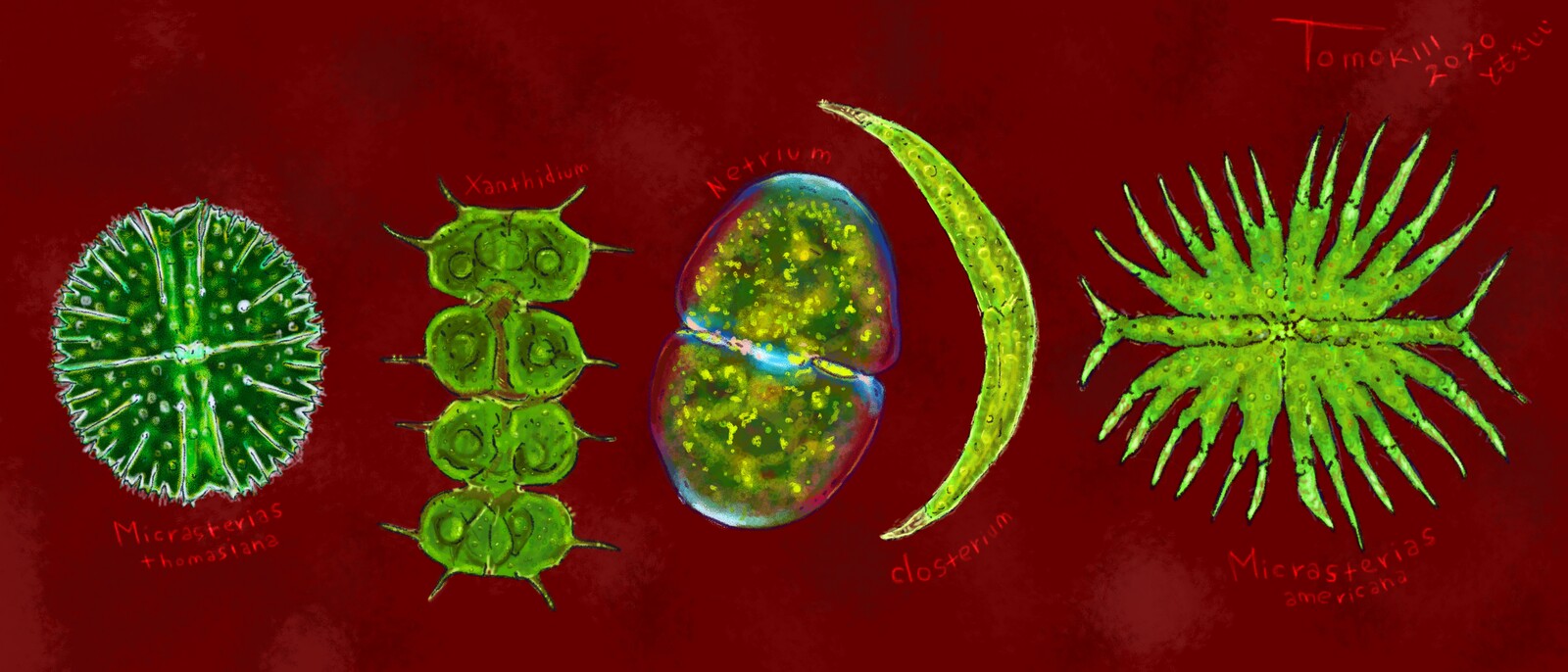 tomokiii11 - Desmid study