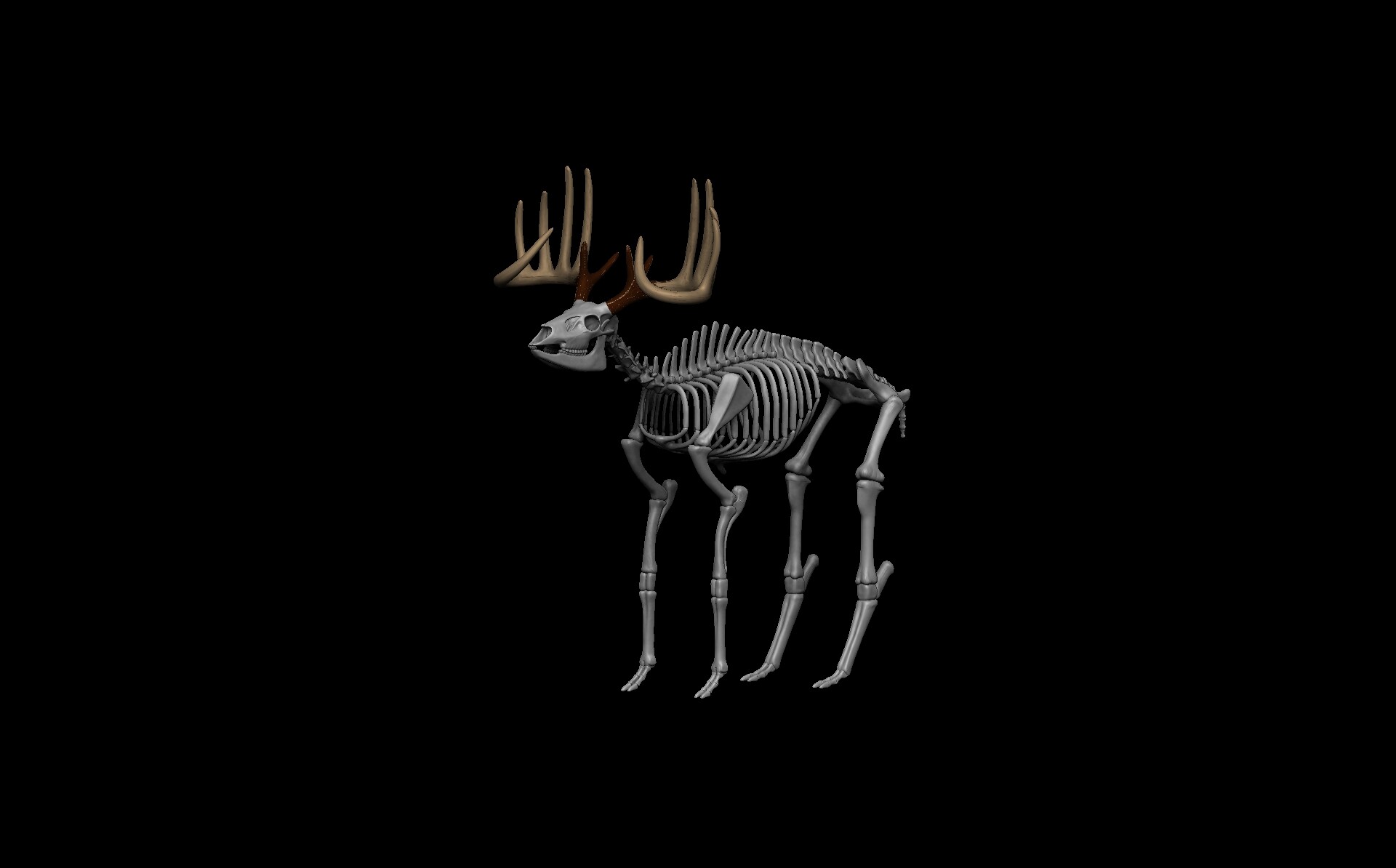 White Tailed Deer Skeleton