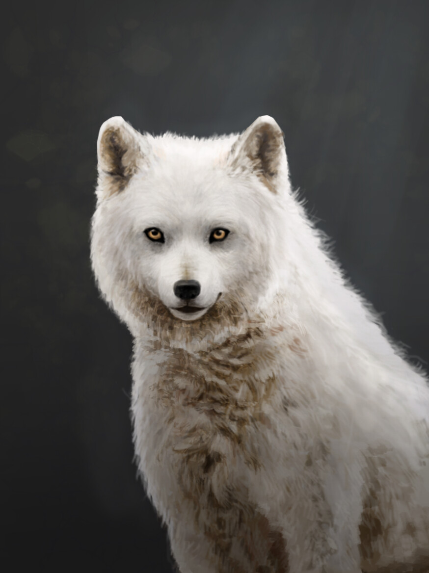 ArtStation - Fur study