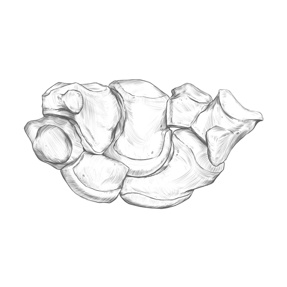 ArtStation - Carpal Sketch & timelapse video.