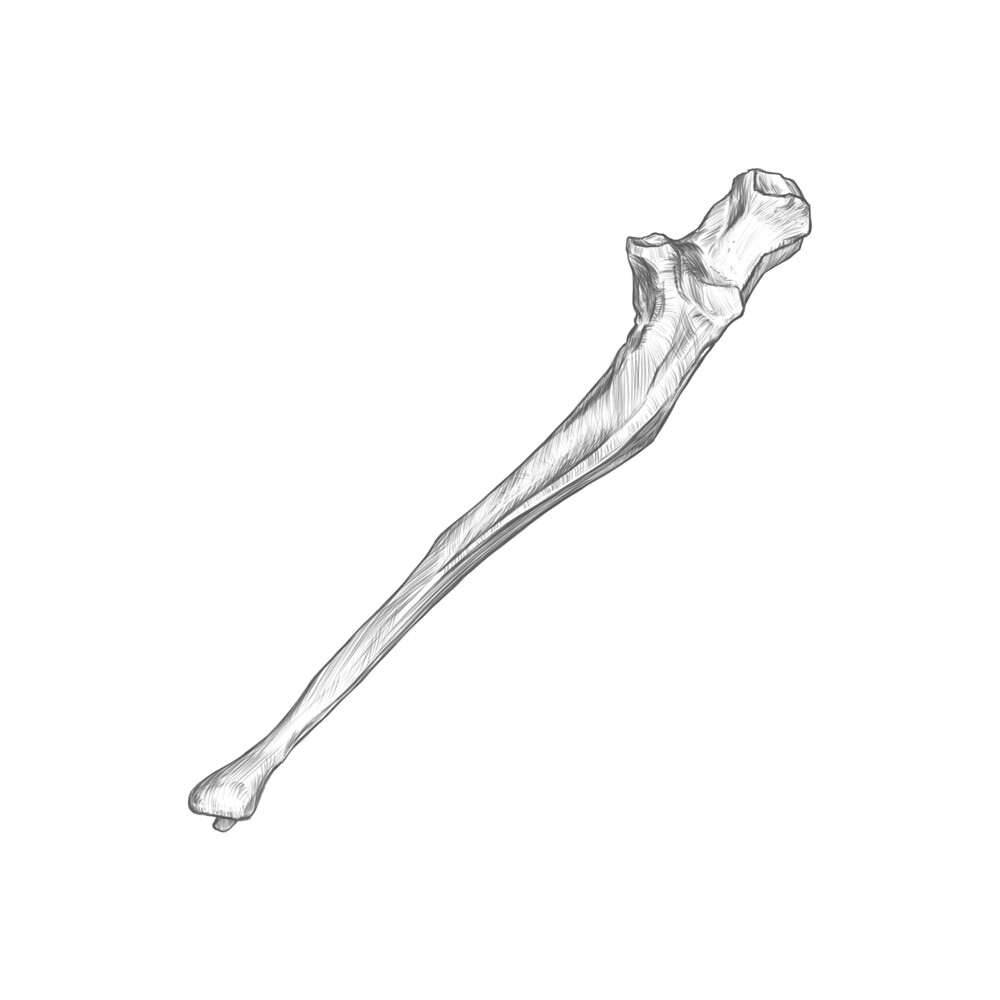 ArtStation - Ulna sketch & timelapse video.