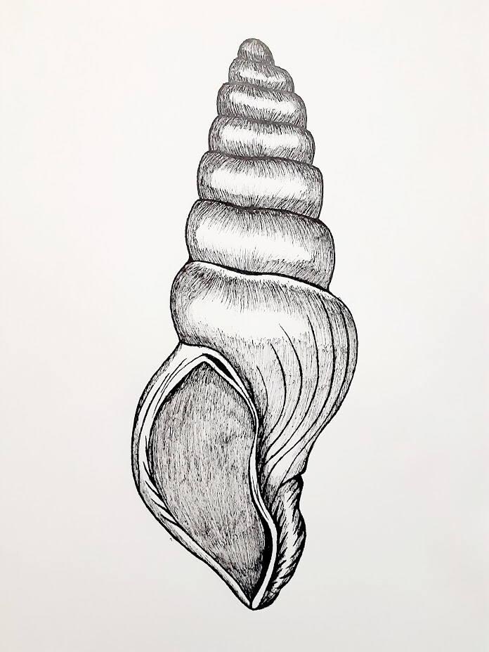 ArtStation - "A Spiral shell with Markings"