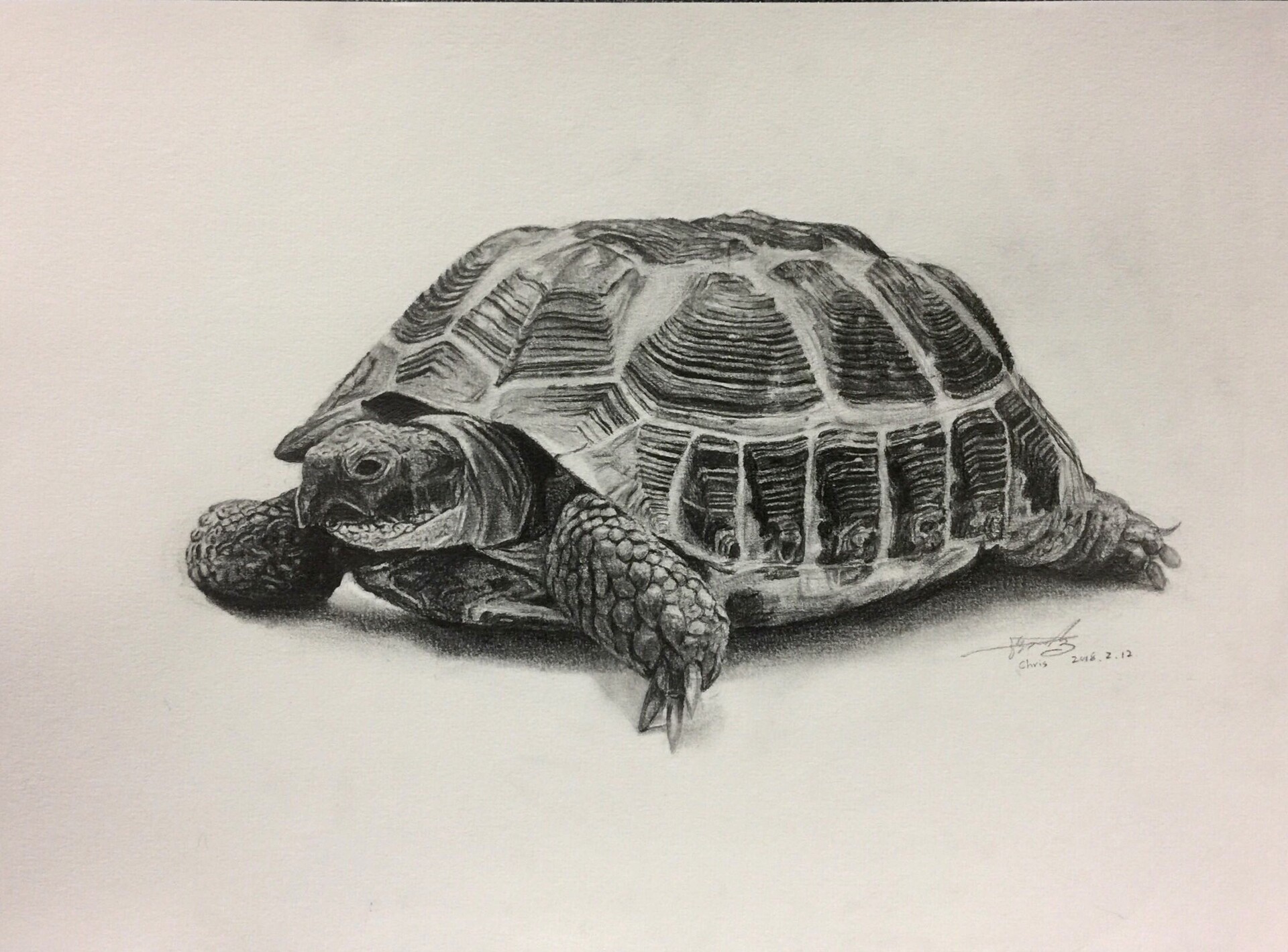 ArtStation - Sketch - Turtle