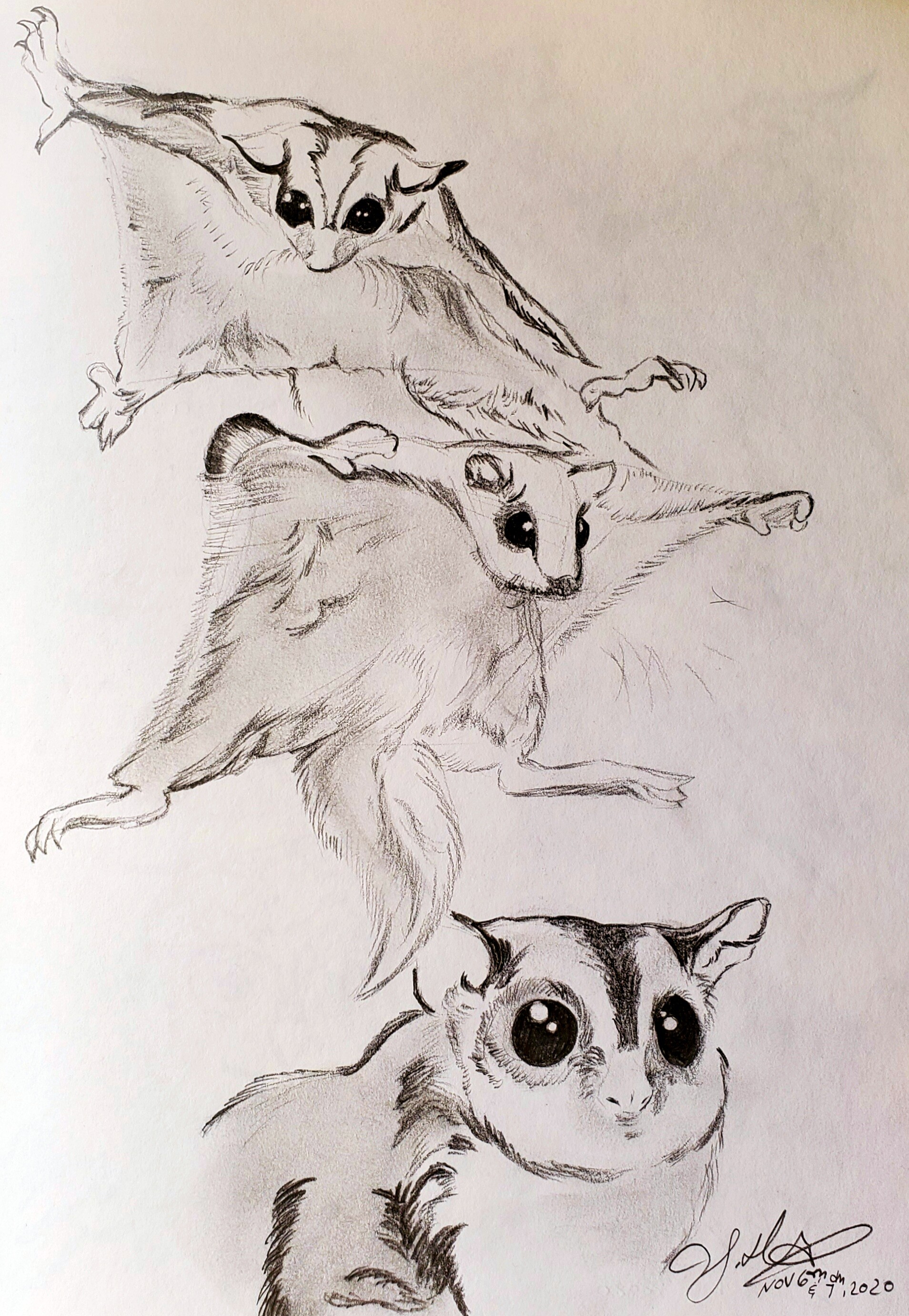 ArtStation - Sugar-Gilder Flying Squirrel #2