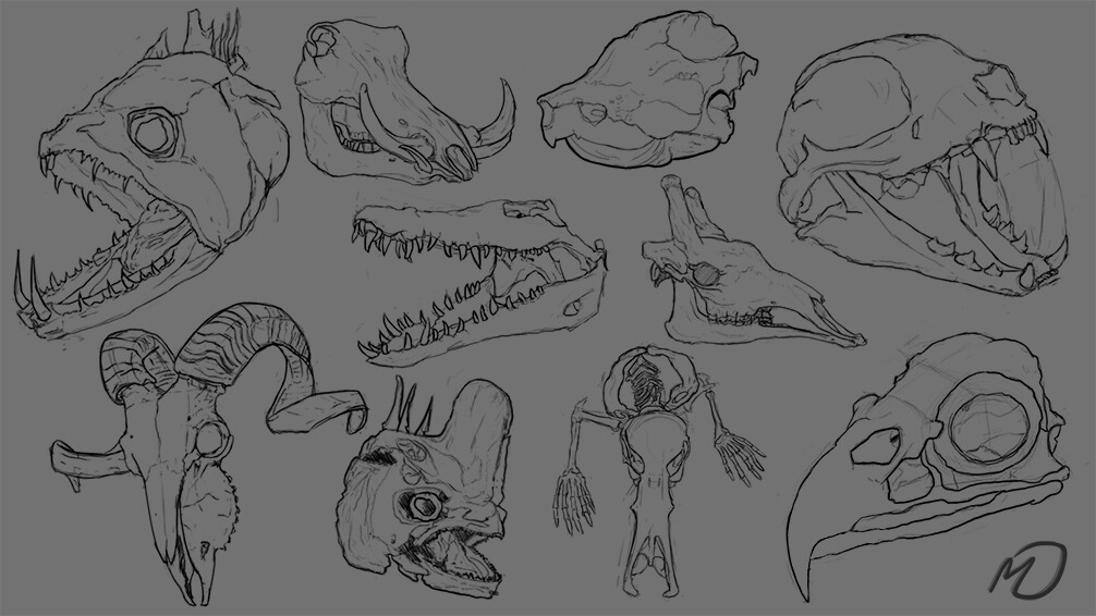 ArtStation - Créatures/Animals skulls
