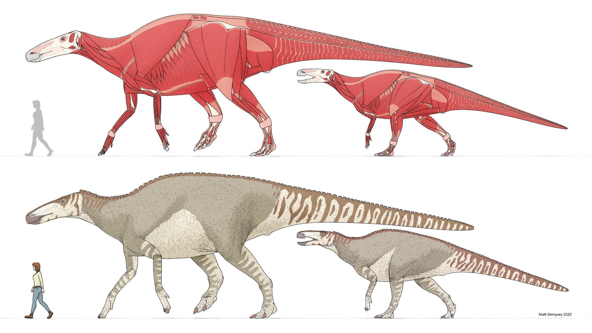 Edmontosaurus Size