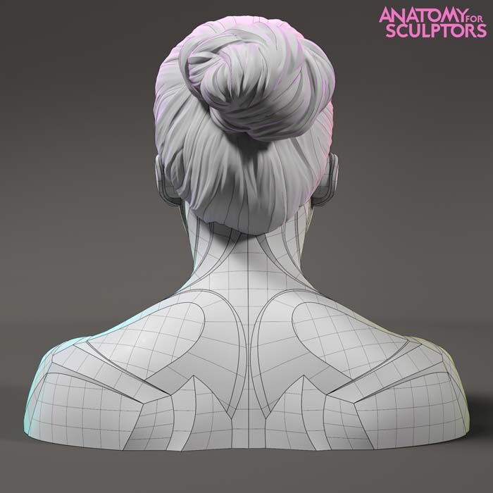 Anatomy For Sculptors - Young woman model