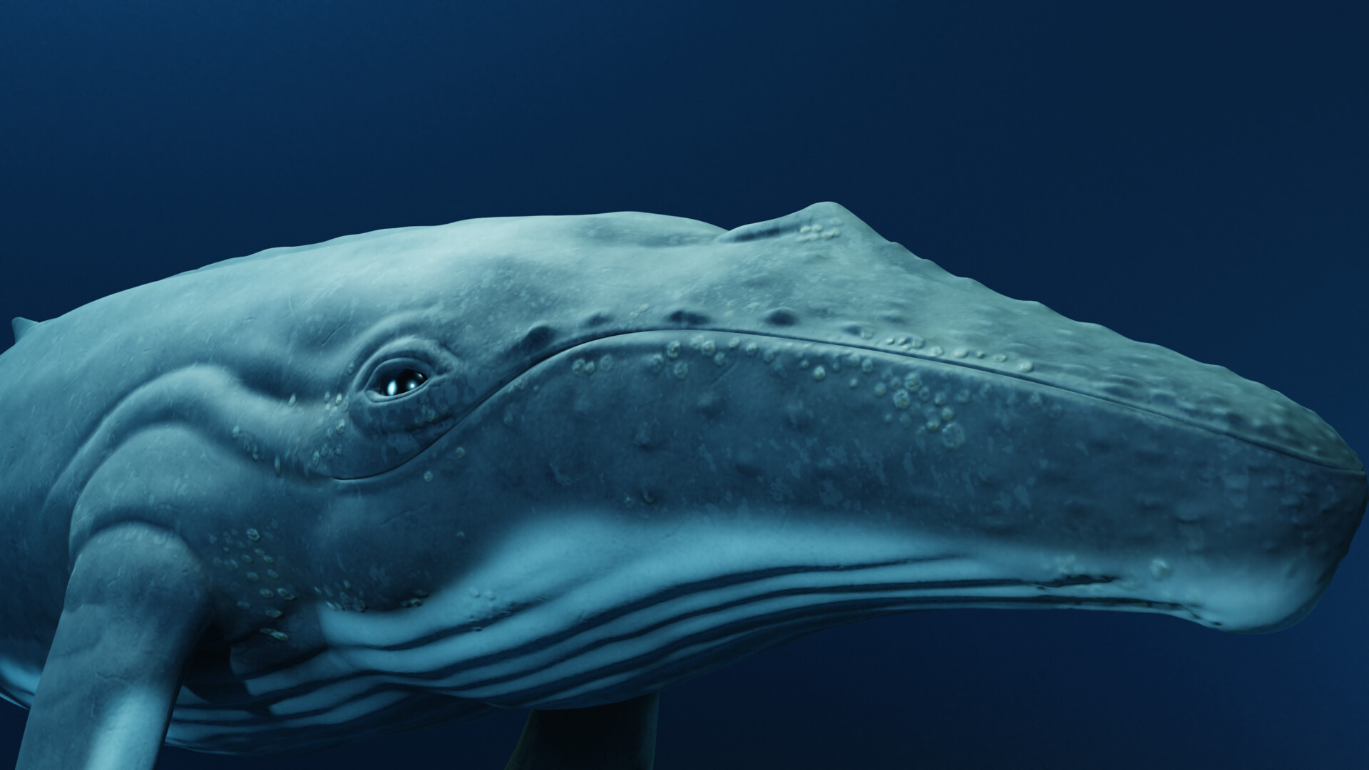 ArtStation - Whale 3D