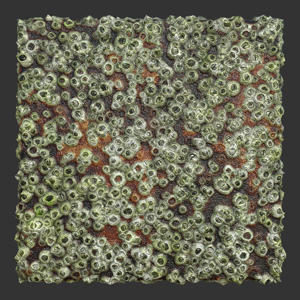 TextureCan - Seashore Rock Texture Covered by Barnacles