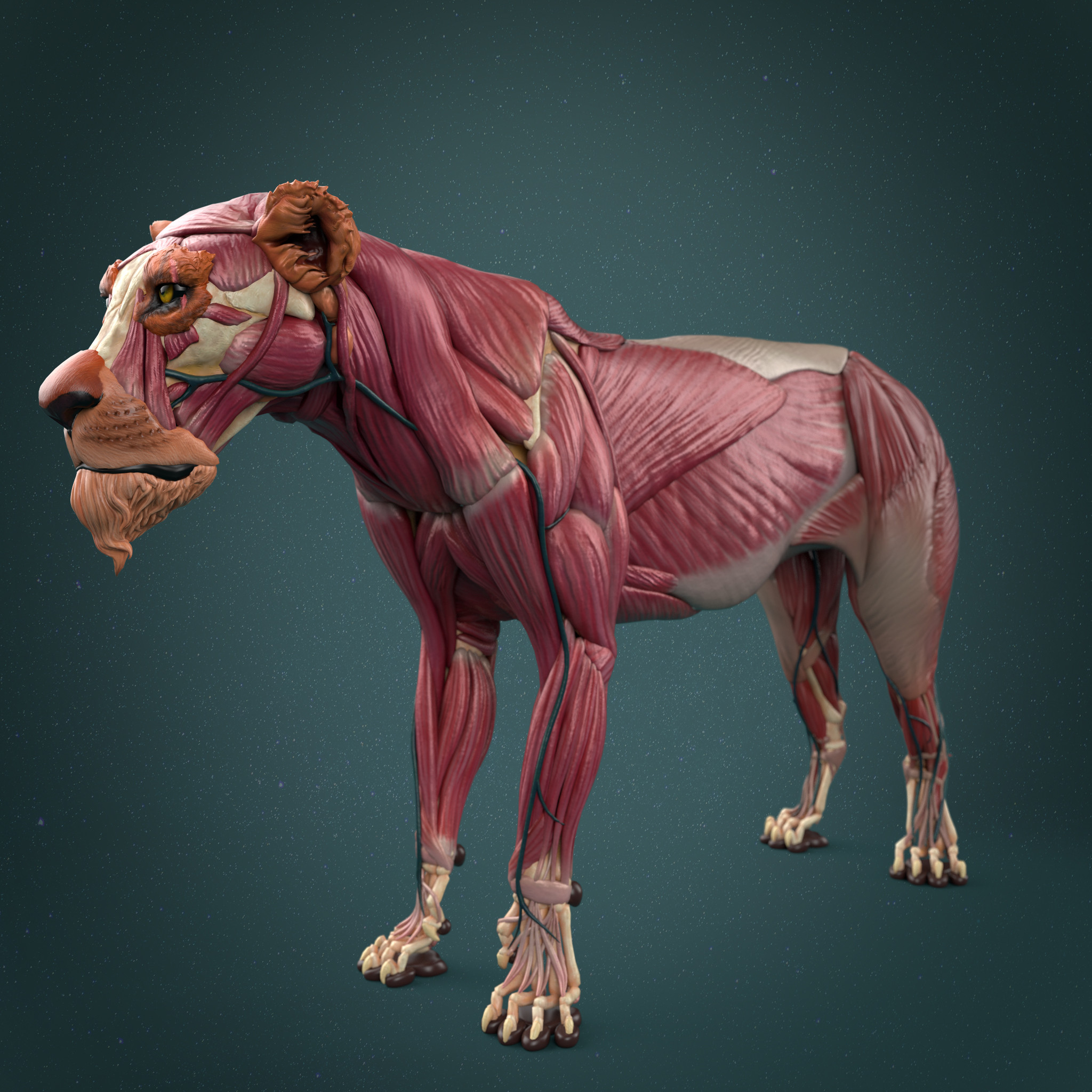 Art By James SIMON - Lion Muscle Écorché | Anatomy of Scar