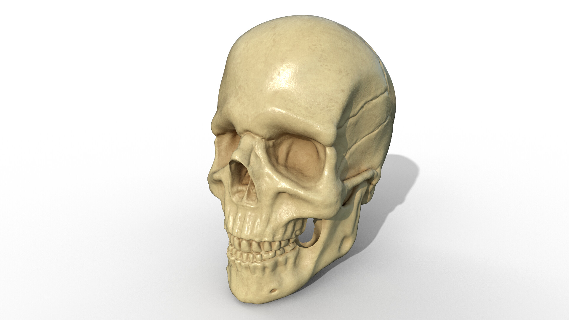 ArtStation - Skull 3D Modelling & Texture