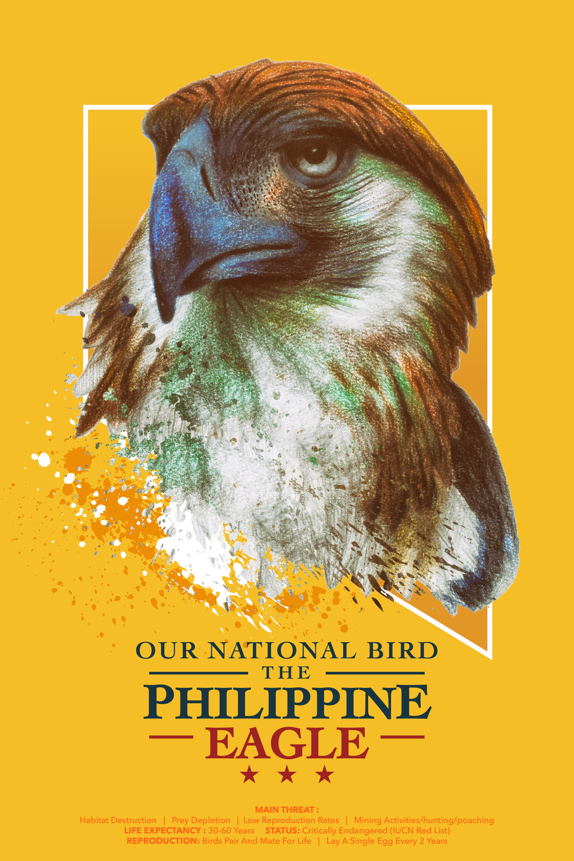 philippine eagle drawing poster
