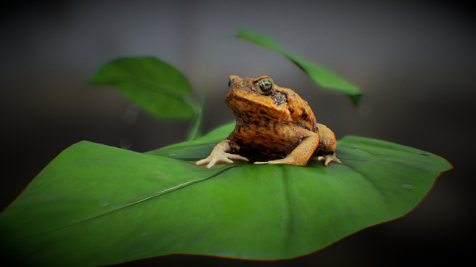 ArtStation - [Free Download] A Marine Frog