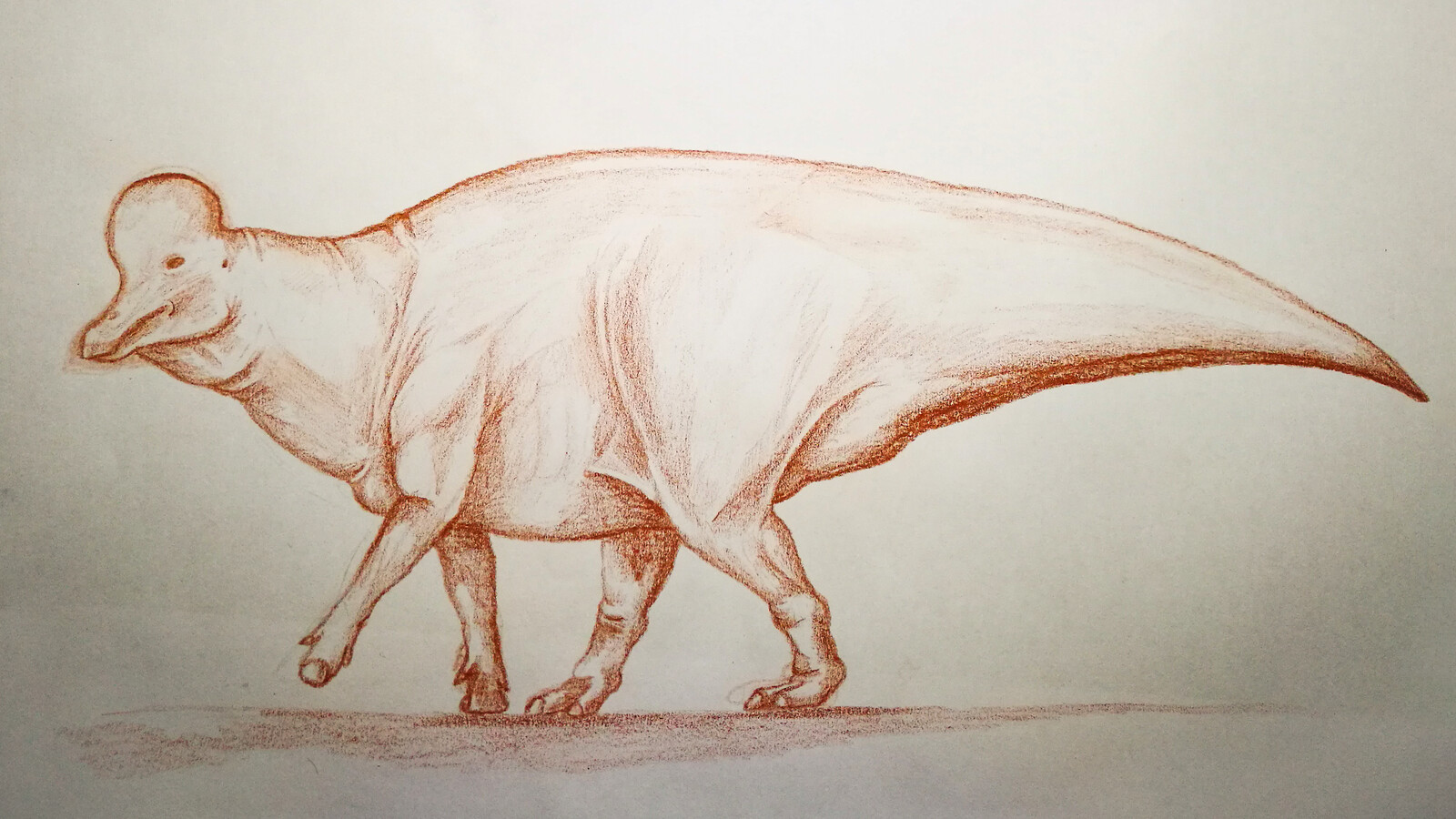 Ivan Iofrida - Corythosaurus casuarius illustration