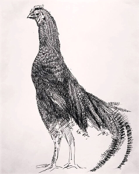 ArtStation - shamo chicken