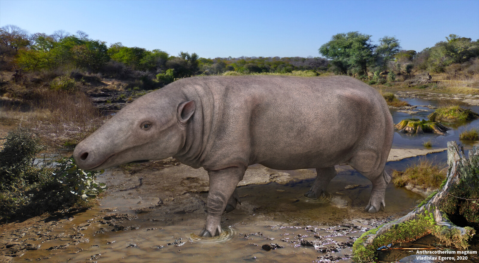 Vladislav Egorov - Anthracotherium magnum
