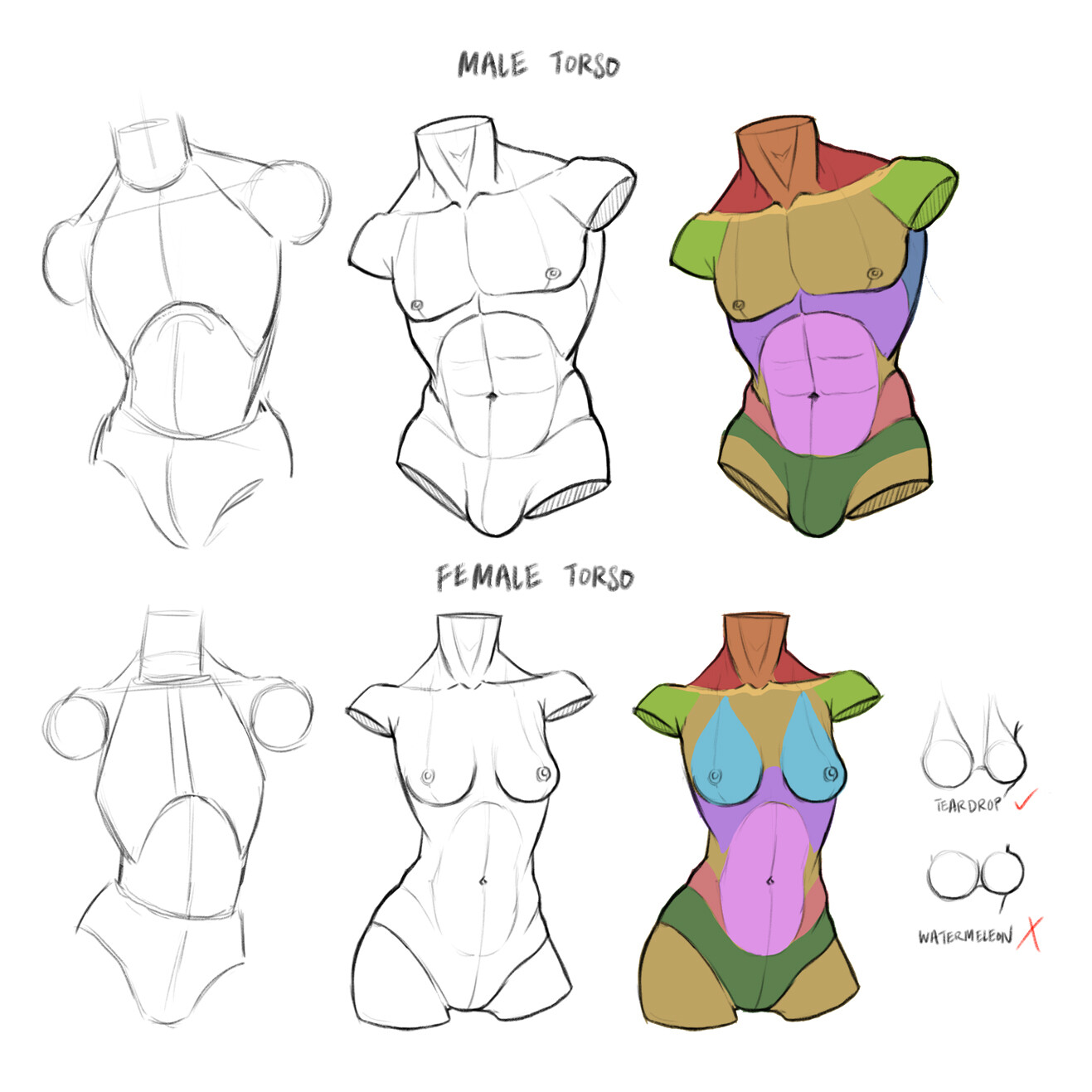 female torso drawing reference