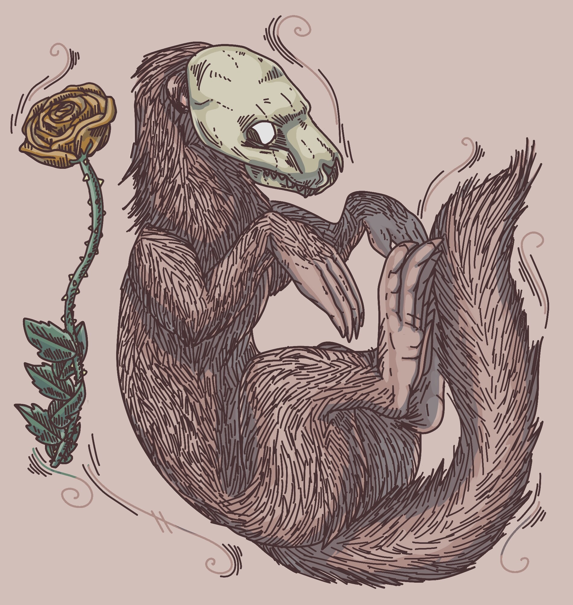 weasel skull drawing