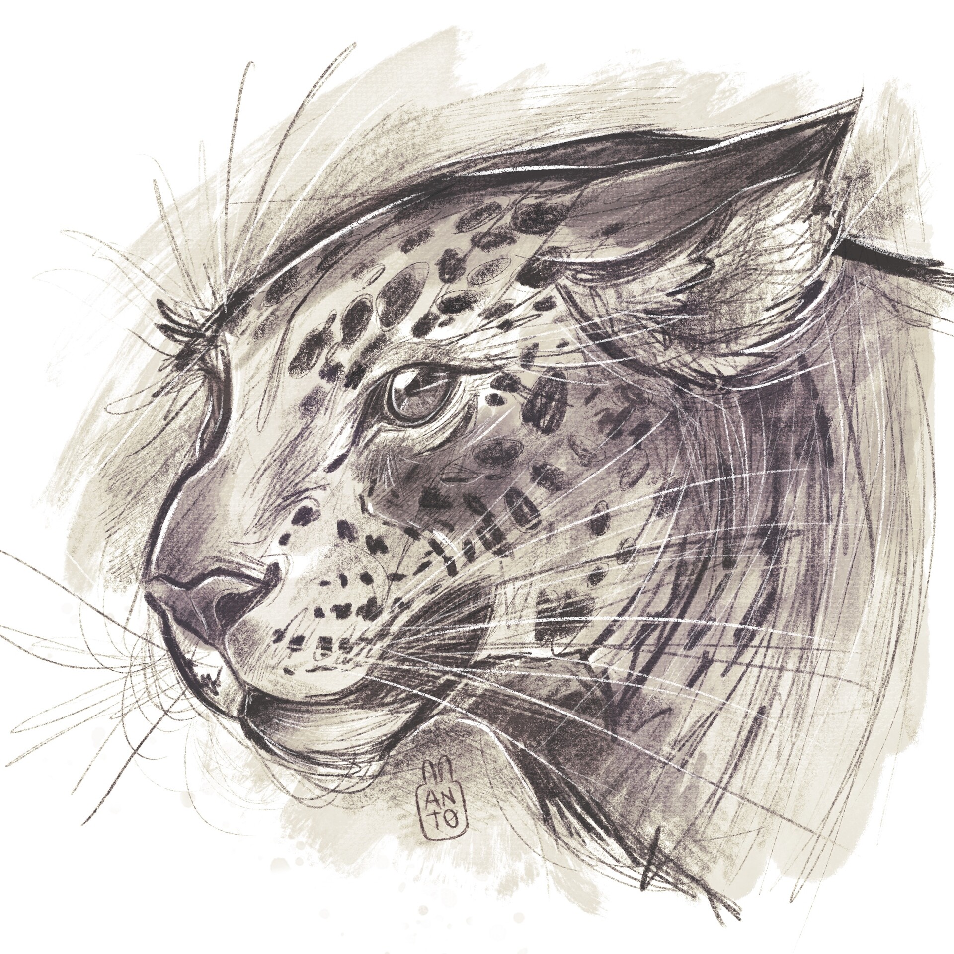 ArtStation - Leopard Sketch