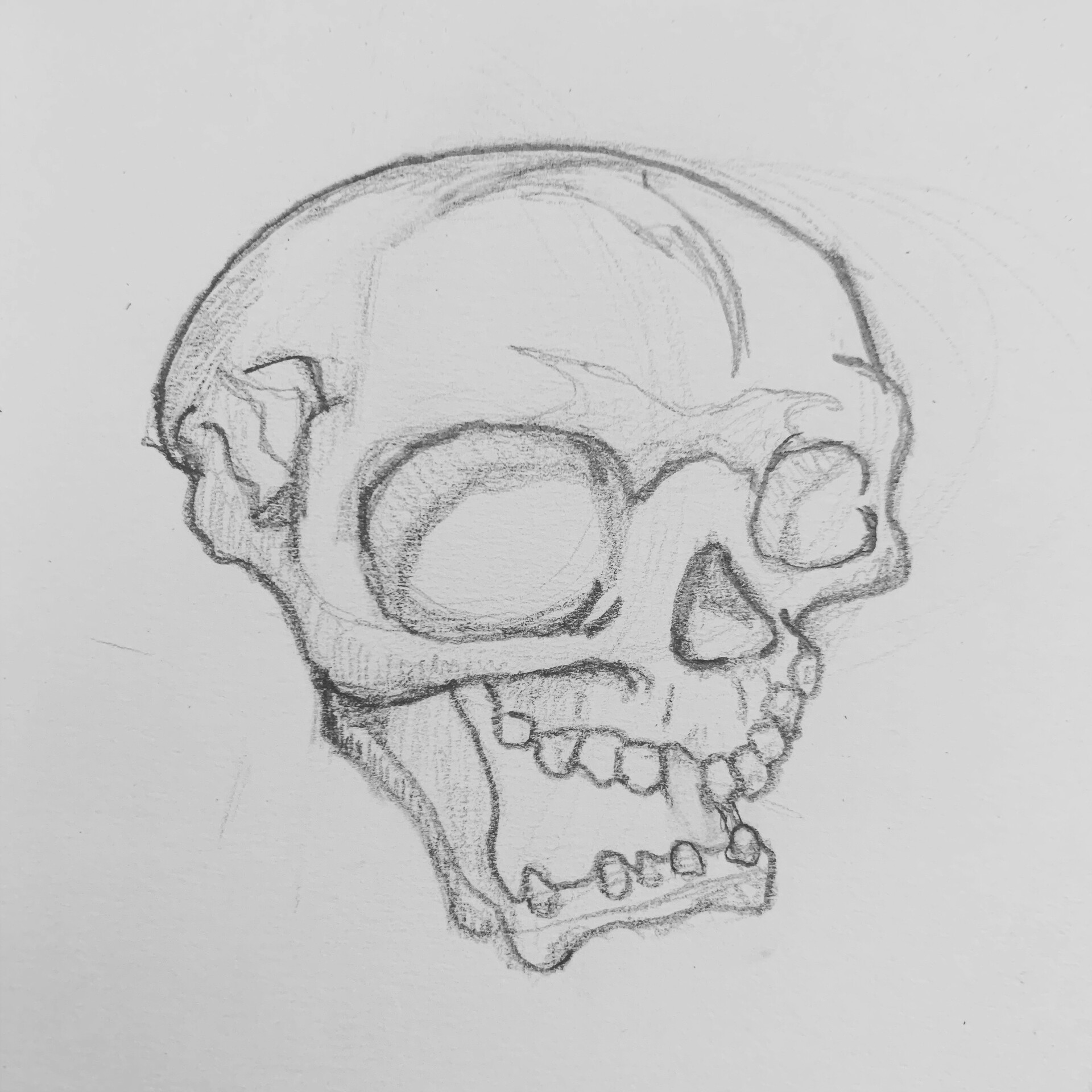 ArtStation - Skull Studies