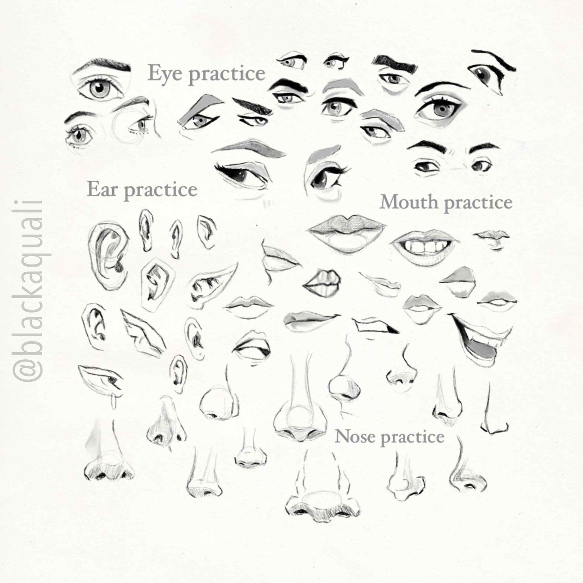 Different Types Of Noses Drawing