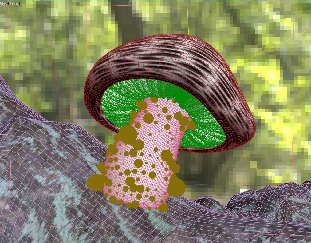 Jordan Potts - Rhodotus Palmatus Mushroom