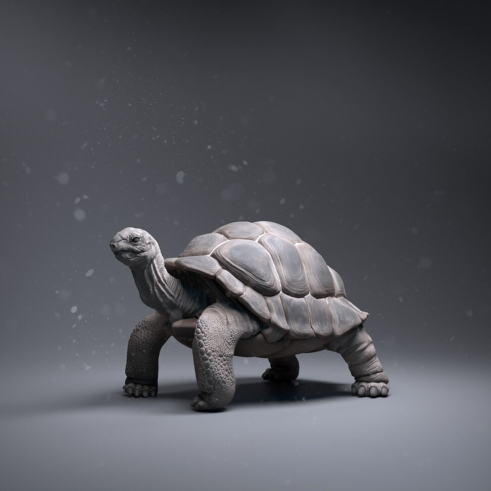 ArtStation - Aldabra Tortoise