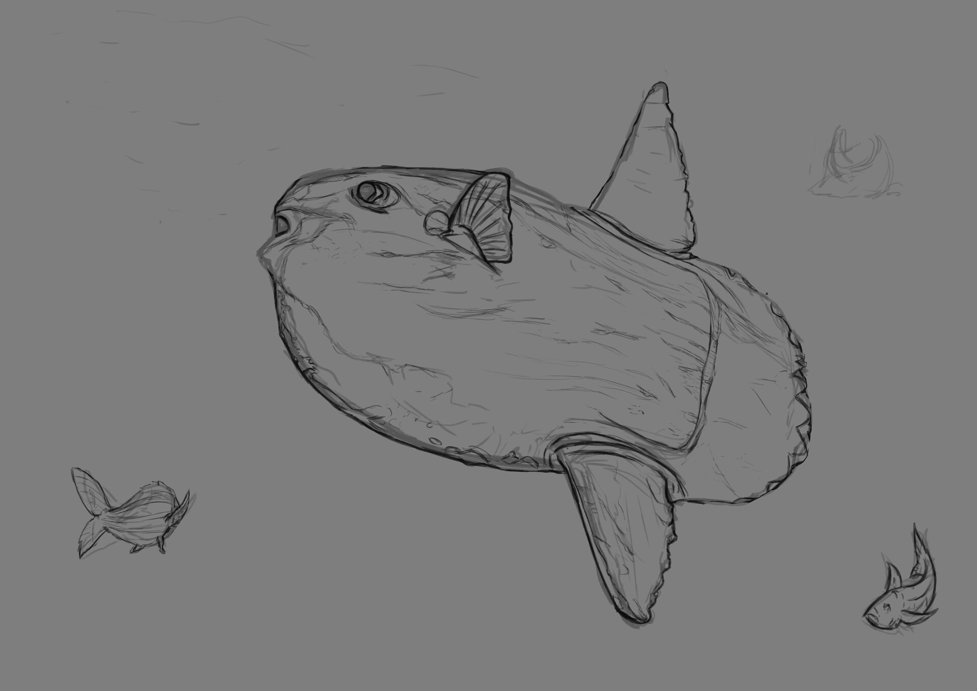 Mola Mola Drawing