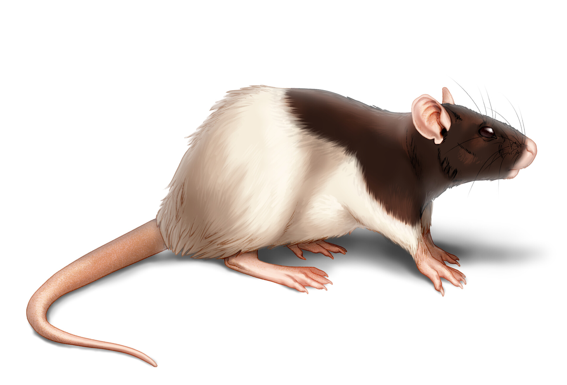 ArtStation - Rats Are Cute