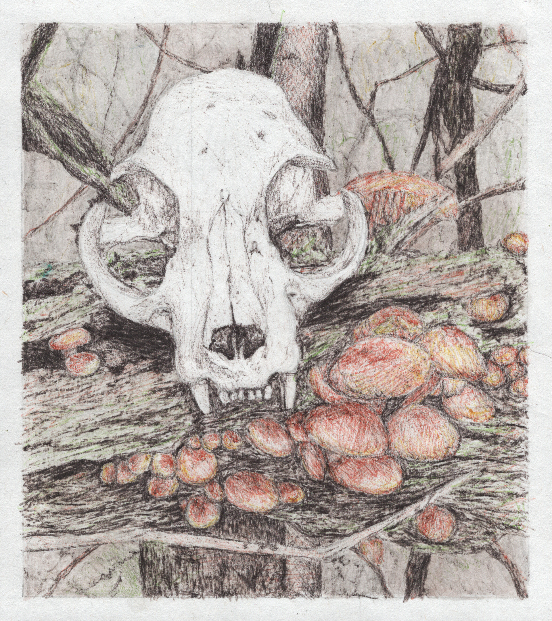 ArtStation - Skull Studies A Level