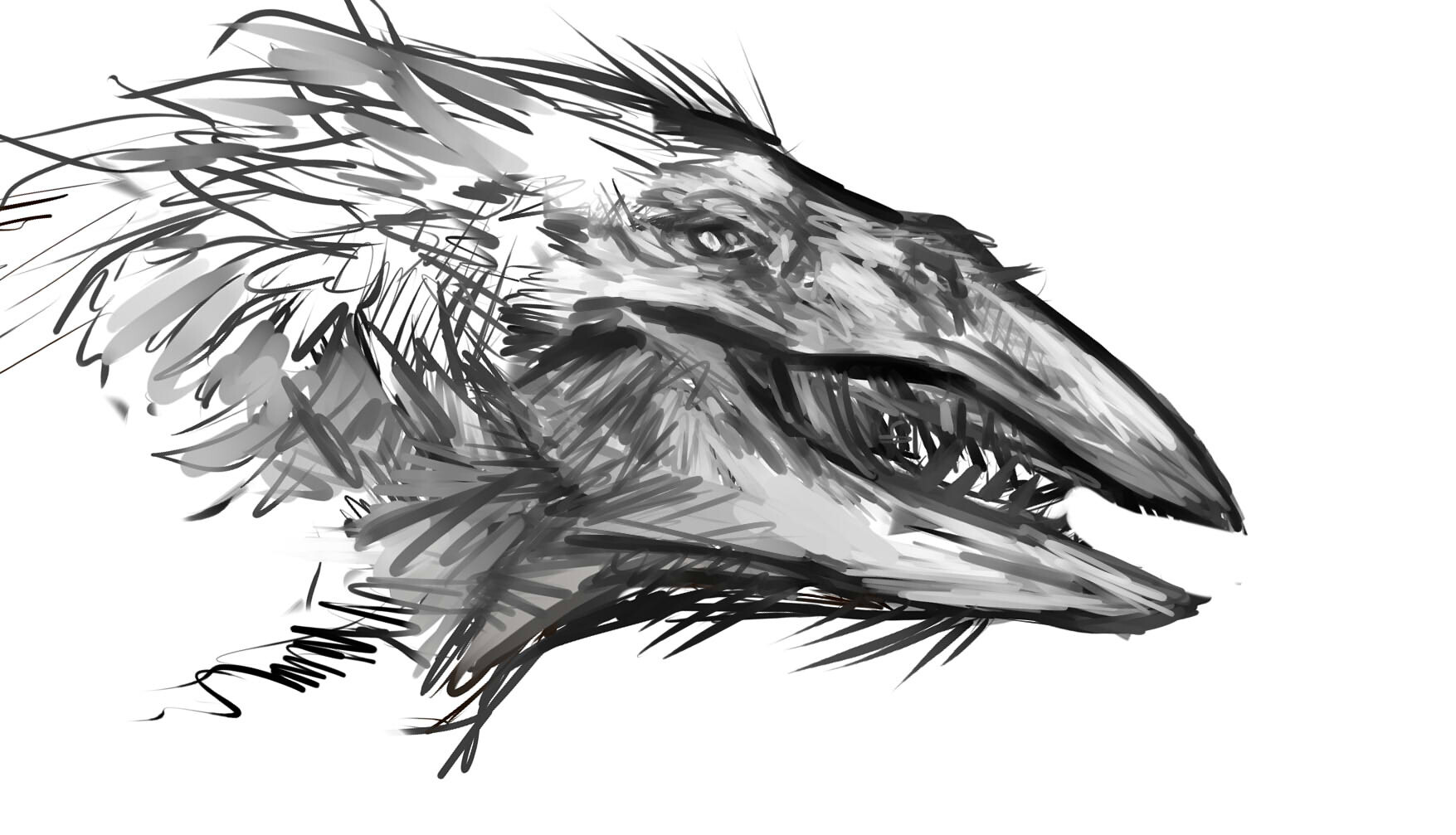 Crow Head Drawing