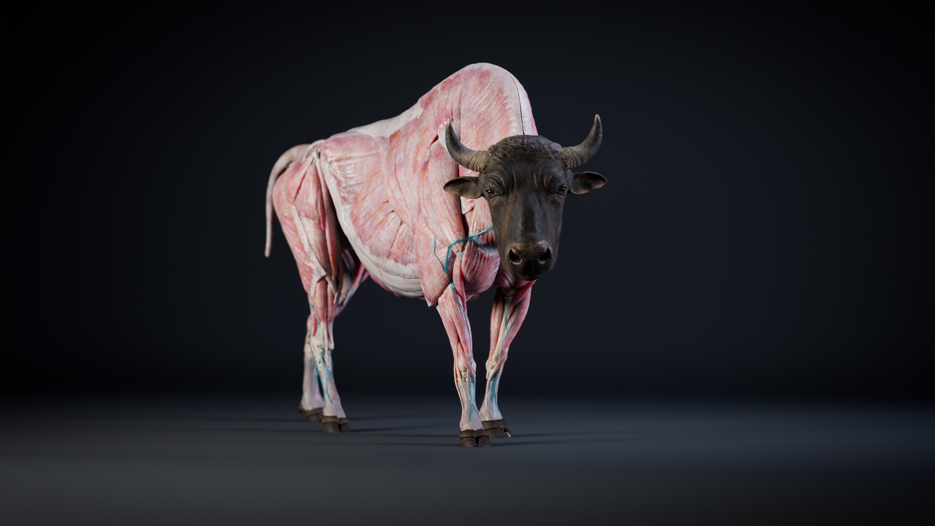 Nicolas MOREL - Bison Anatomy Model for Artist