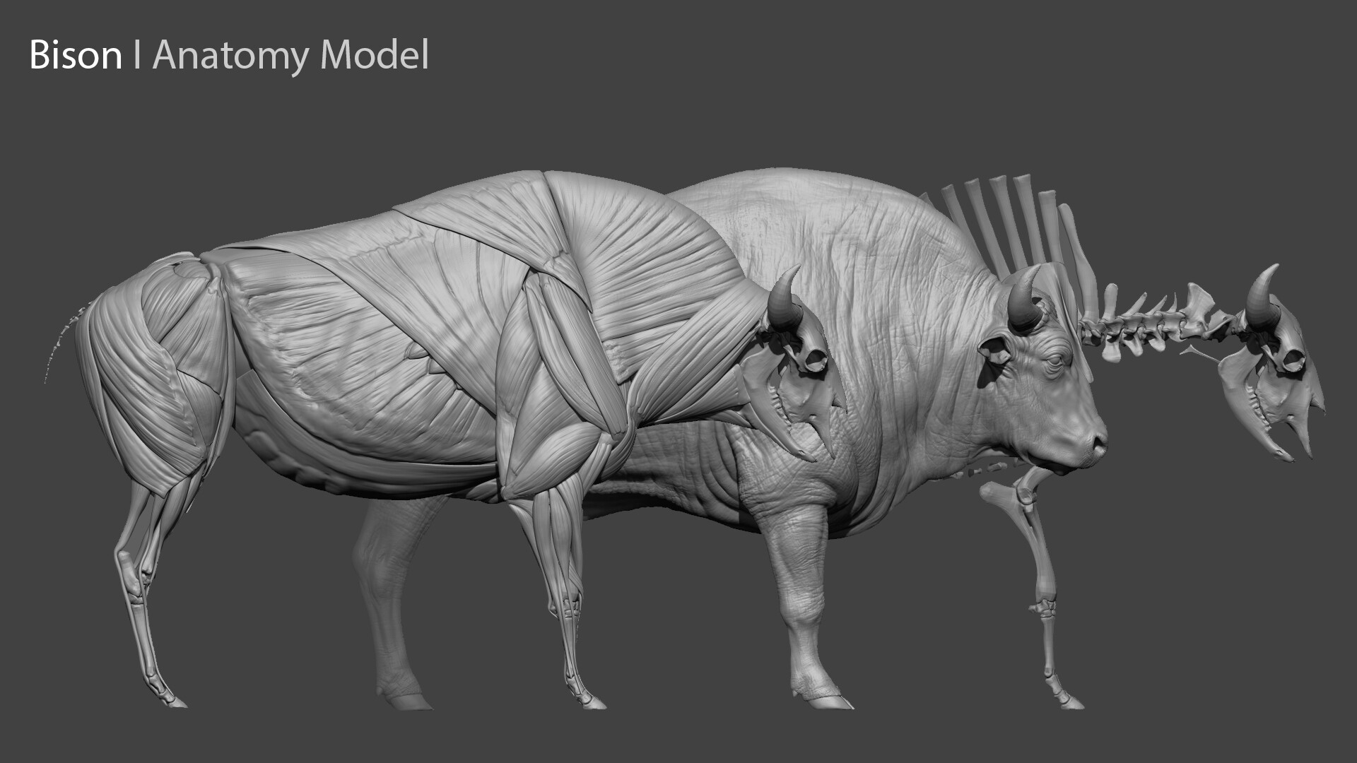 Nicolas MOREL - Bison Anatomy Model for Artist