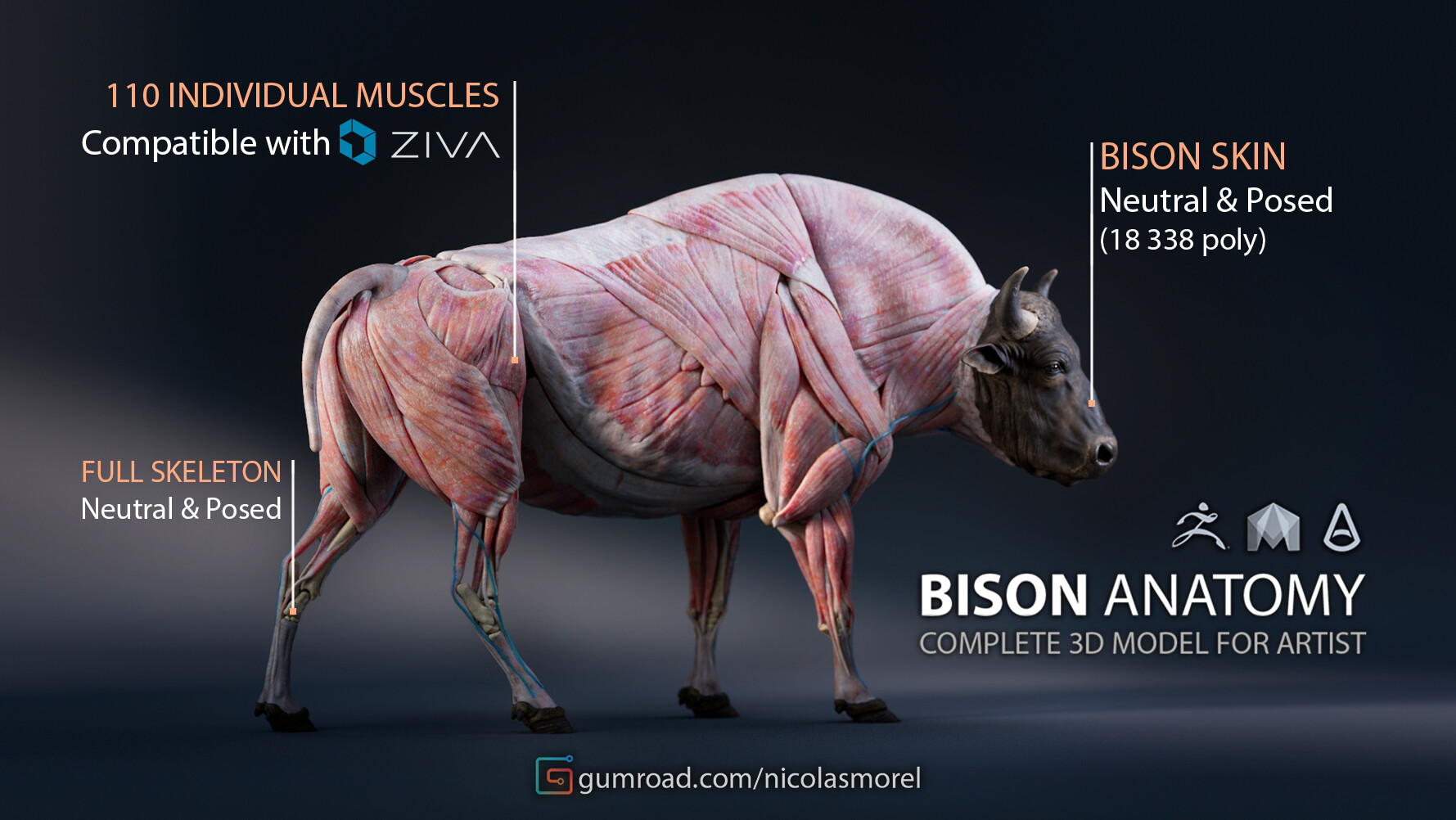 Nicolas MOREL - Bison Anatomy Model for Artist