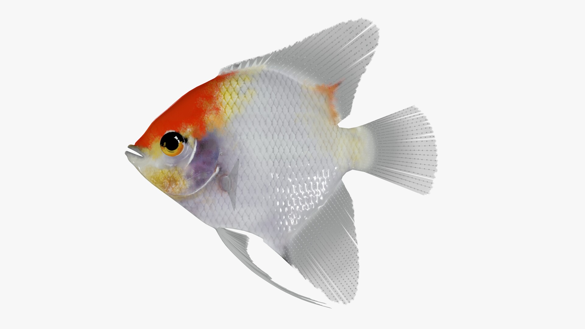 ArtStation - Angle Fish