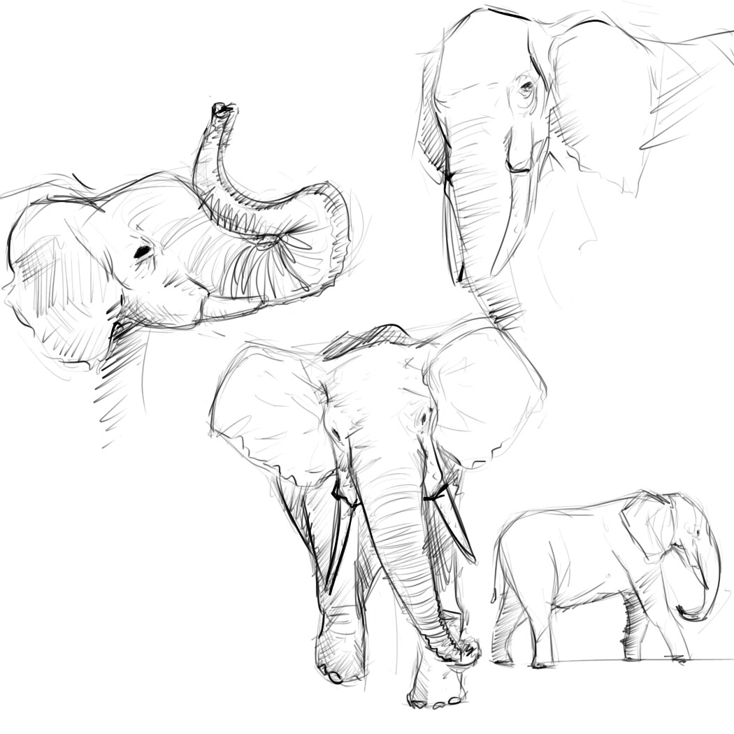ArtStation - Elephants studies - sketch