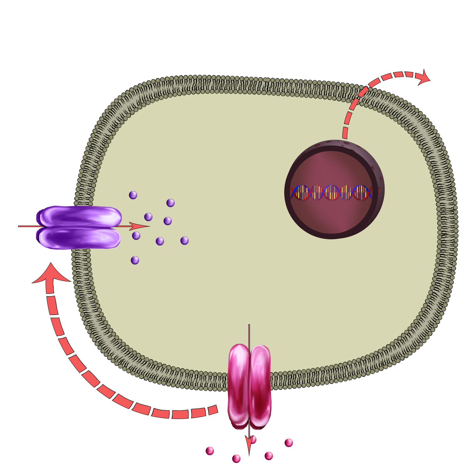 Annette Diaz - Normal & Damaged Cells Ion Channel Collab