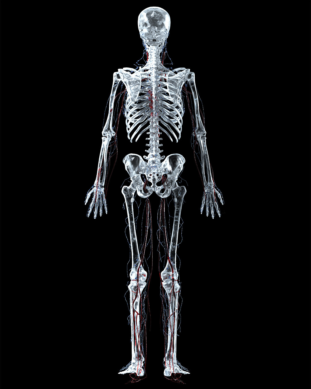 Ram Nair - The human lymphatic system visualized