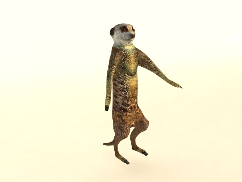 ArtStation - Meerkat Suricate