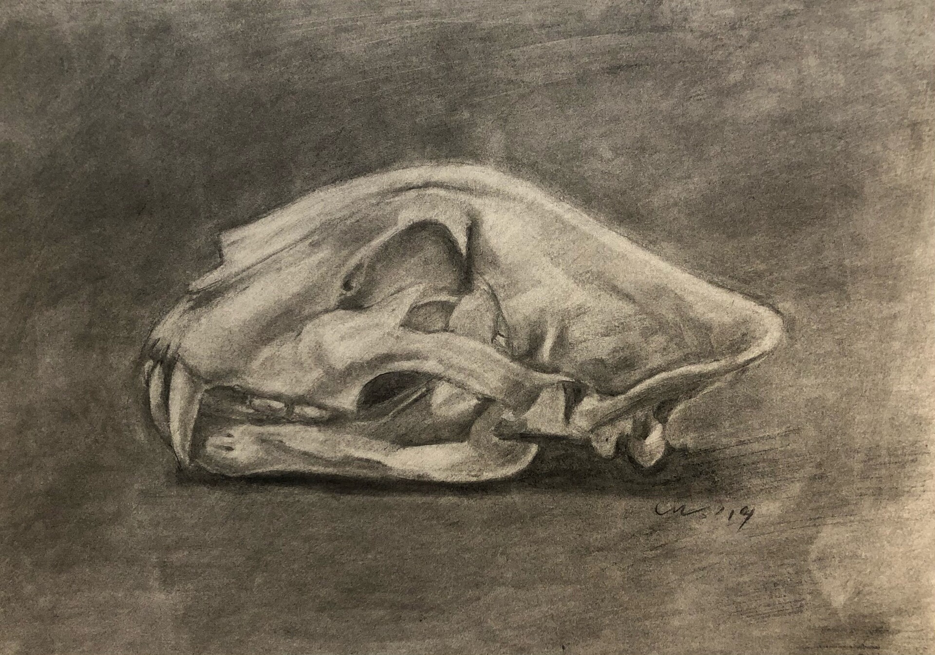 ArtStation - Skull Study