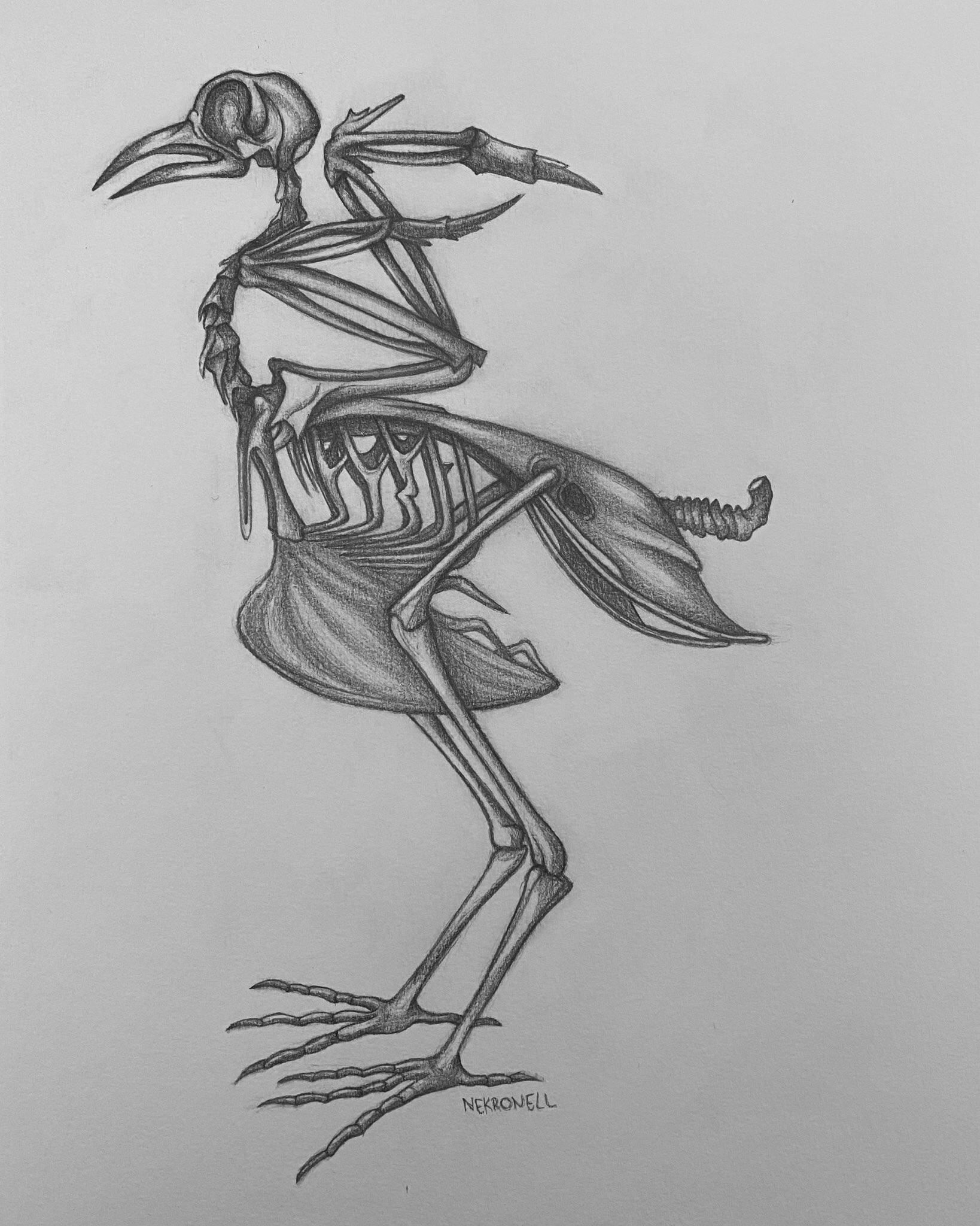 ArtStation - Bird Skeletal