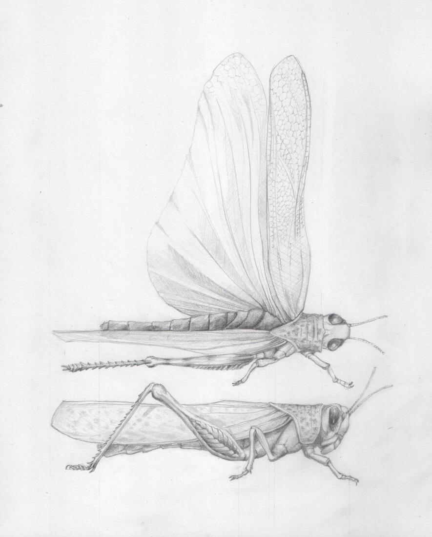 ArtStation - Desert Locust Study