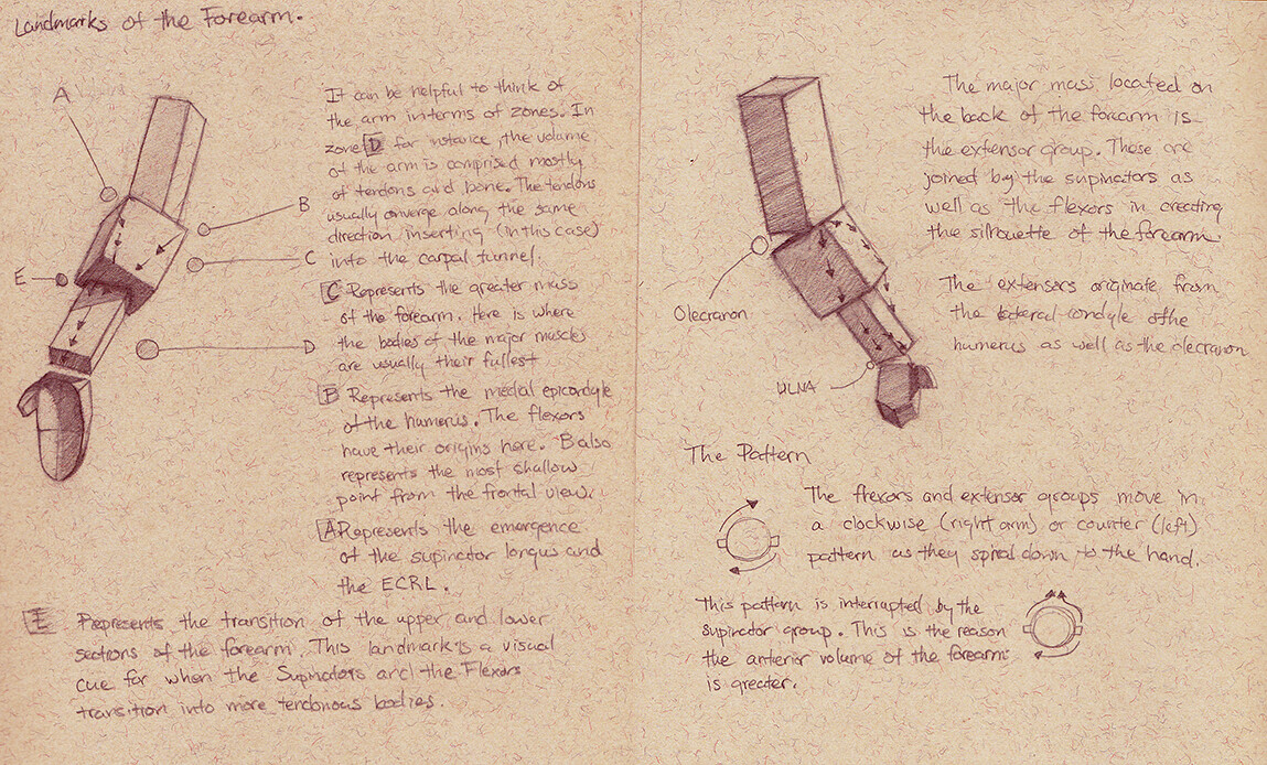 Kenn Wood - Adventures into Anatomy