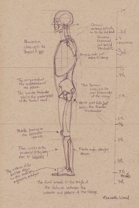 Kenn Wood - Adventures into Anatomy