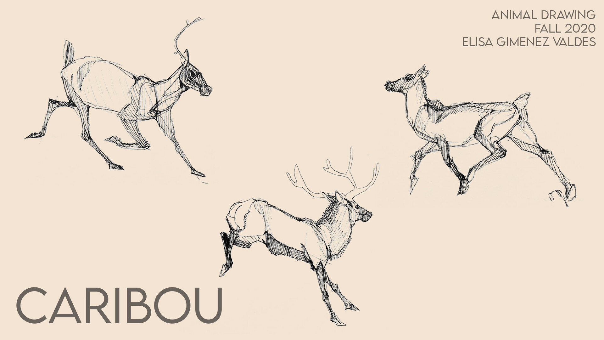 Animal Drawing Tumblr