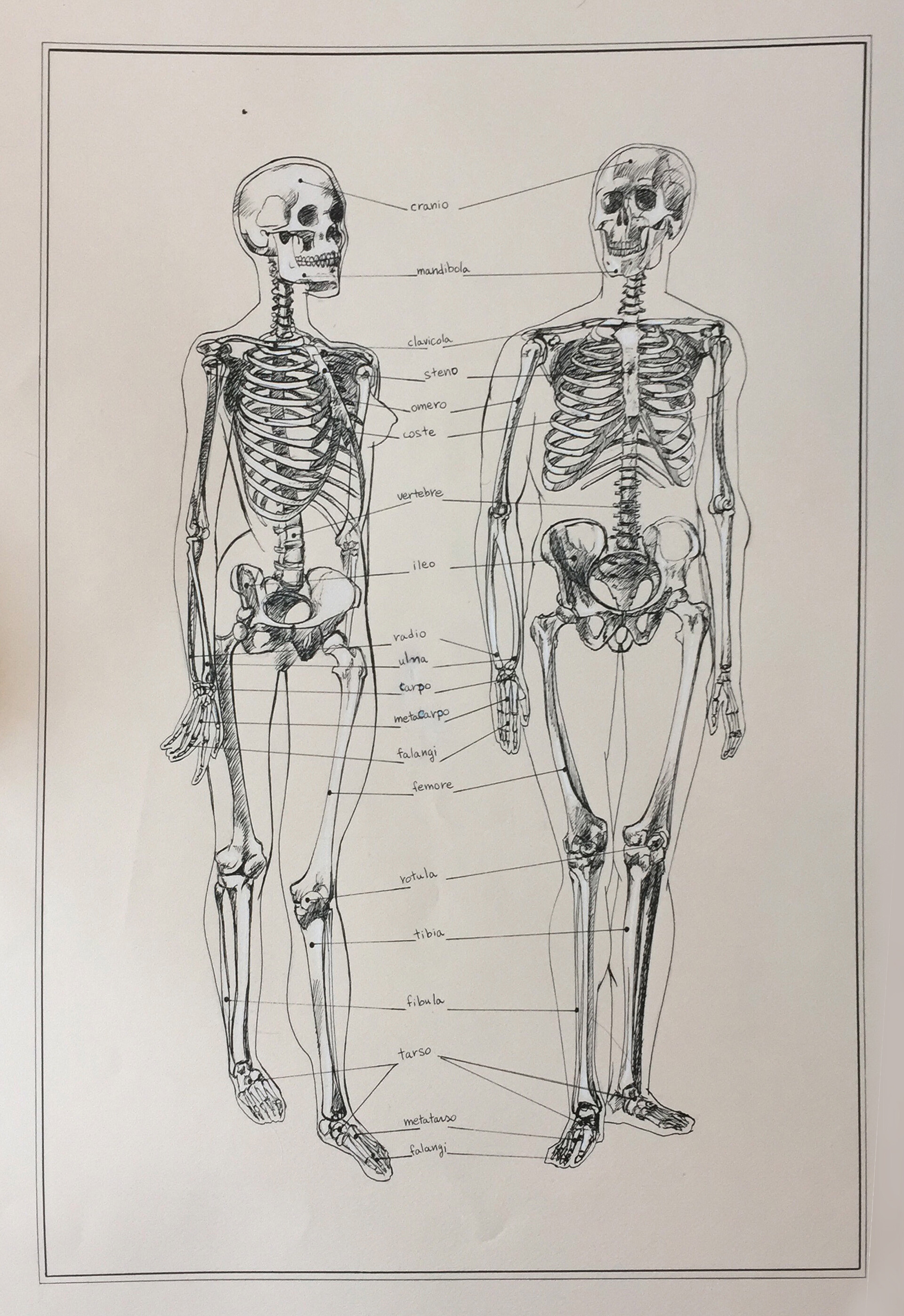 ArtStation - Anatomy drawing