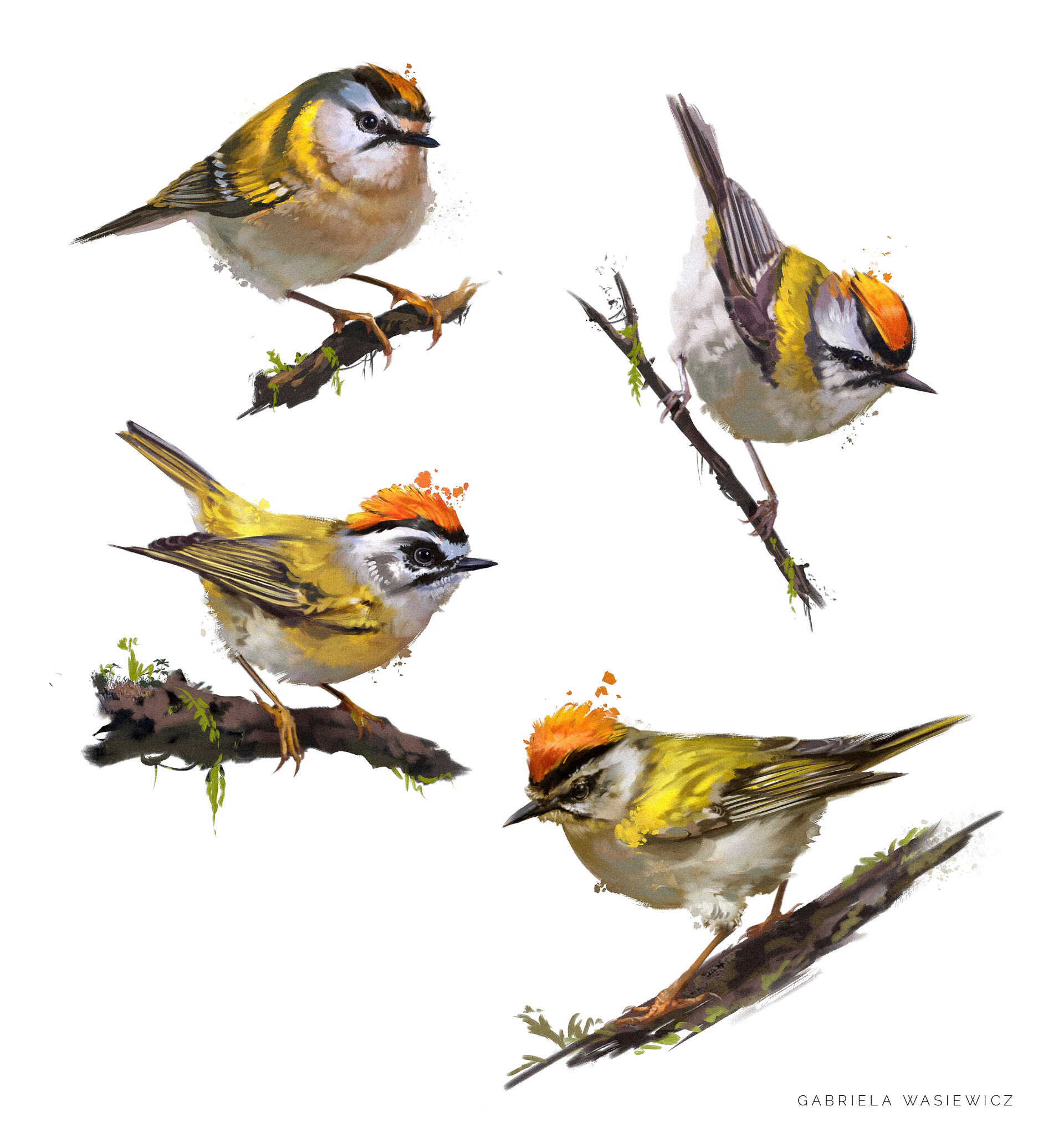 ArtStation - Firecrests