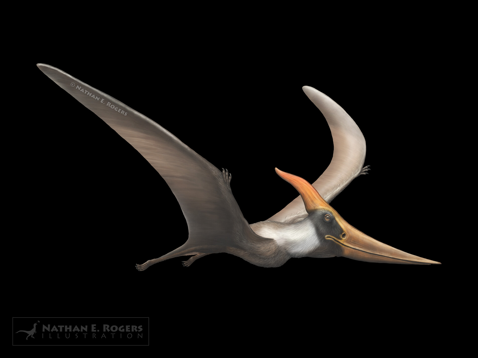 ArtStation - Pteranodon