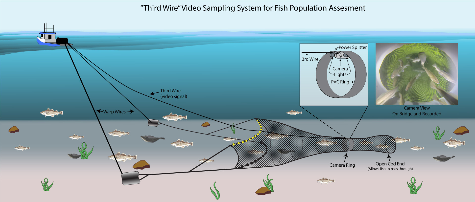 InfoBioSys - Scientific Illustrations of Eric Heupel - Open Cod End ...